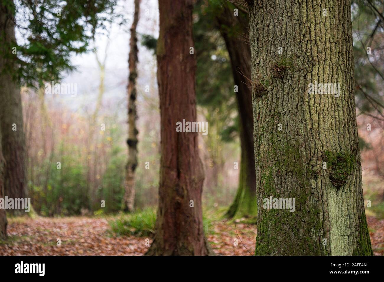 Root textures hi-res stock photography and images - Alamy