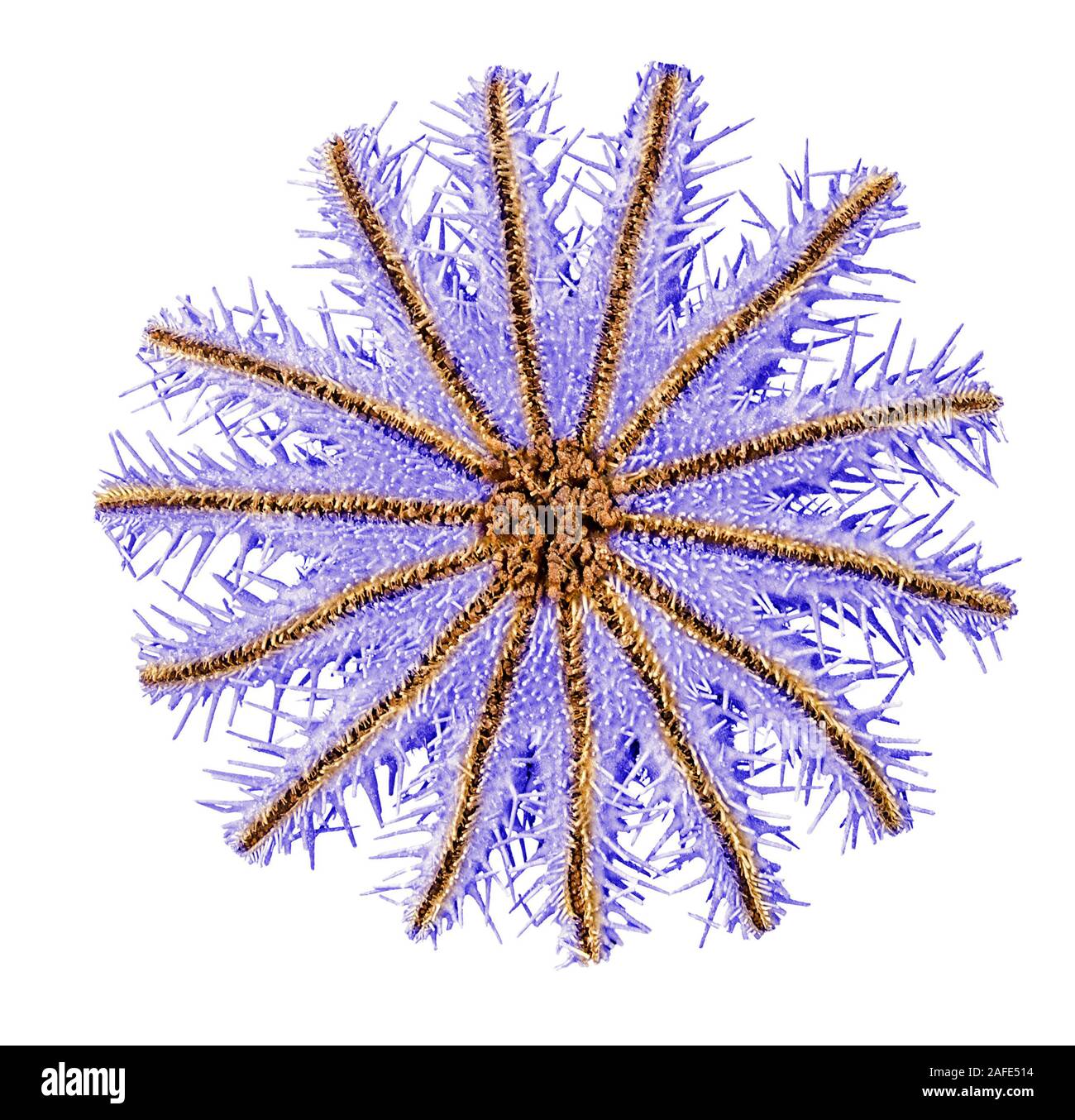 Crown Of Thorns Starfish Drawing