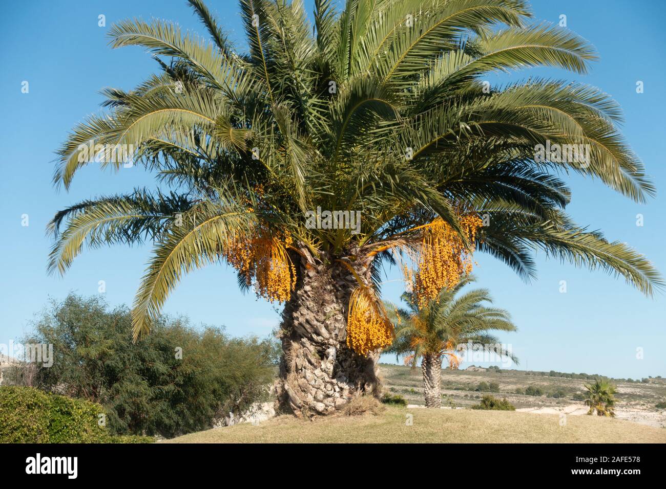 date palm tree Stock Photo - Alamy