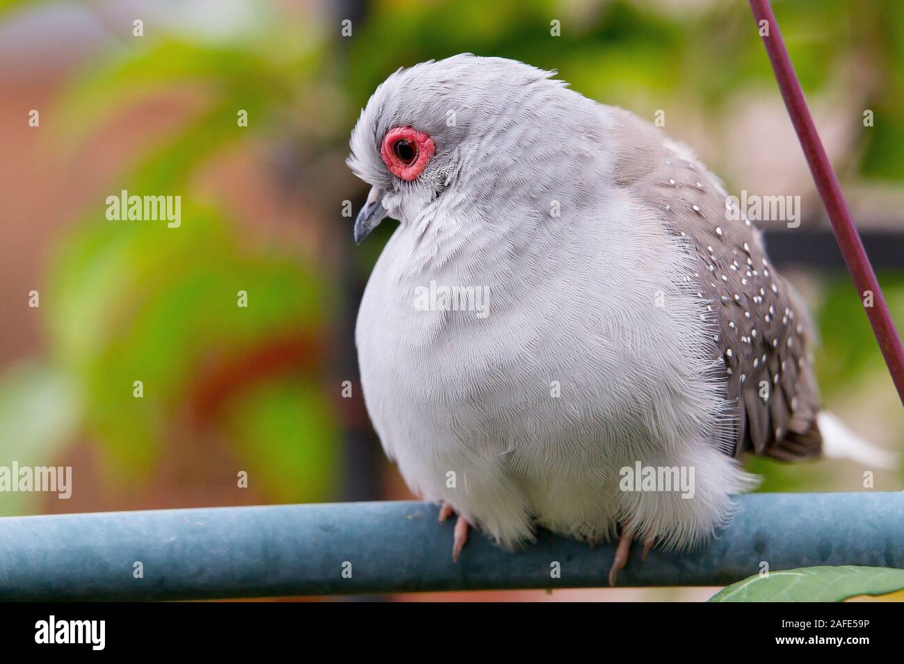 Australian doves hi-res stock photography and images - Alamy