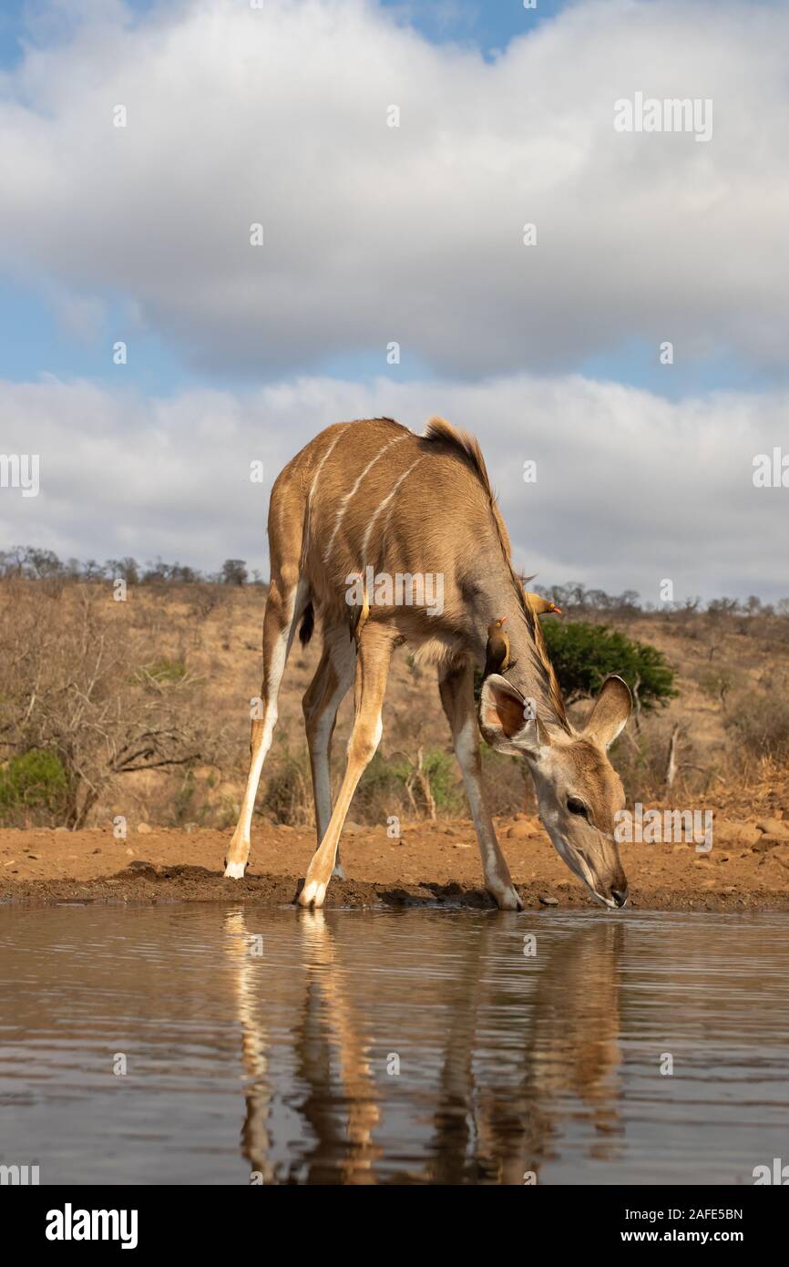 A female nyala with two oxpeckers on her neck drinking from a pool ...