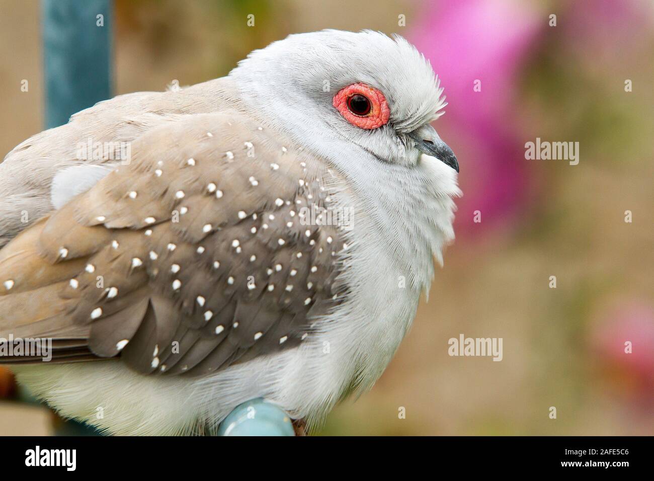 Diamond Dove (Geopelia cuneata Stock Photo - Alamy