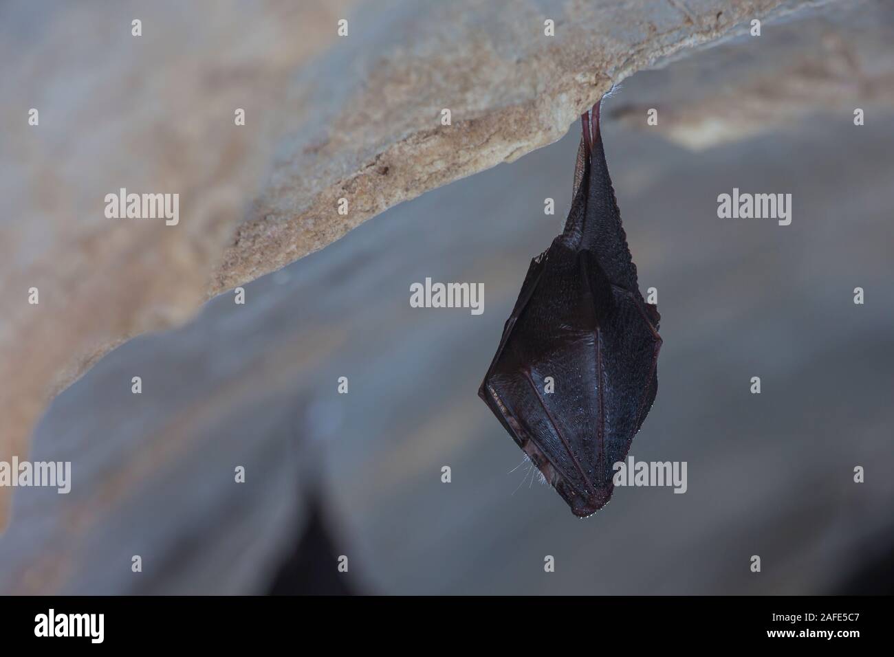 Close up small sleeping horseshoe bat covered by wings, hanging upside ...