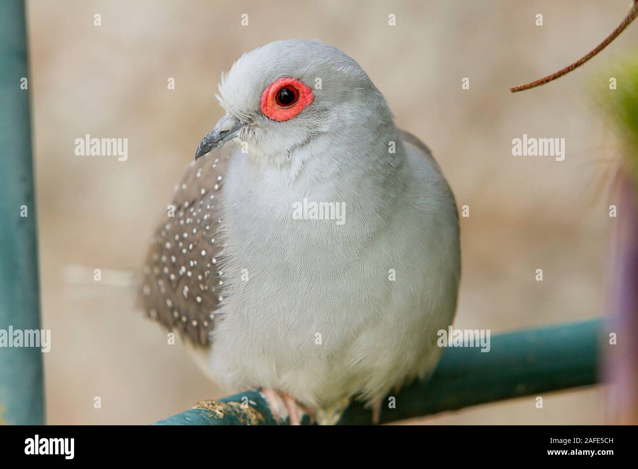 Australian doves hi-res stock photography and images - Alamy