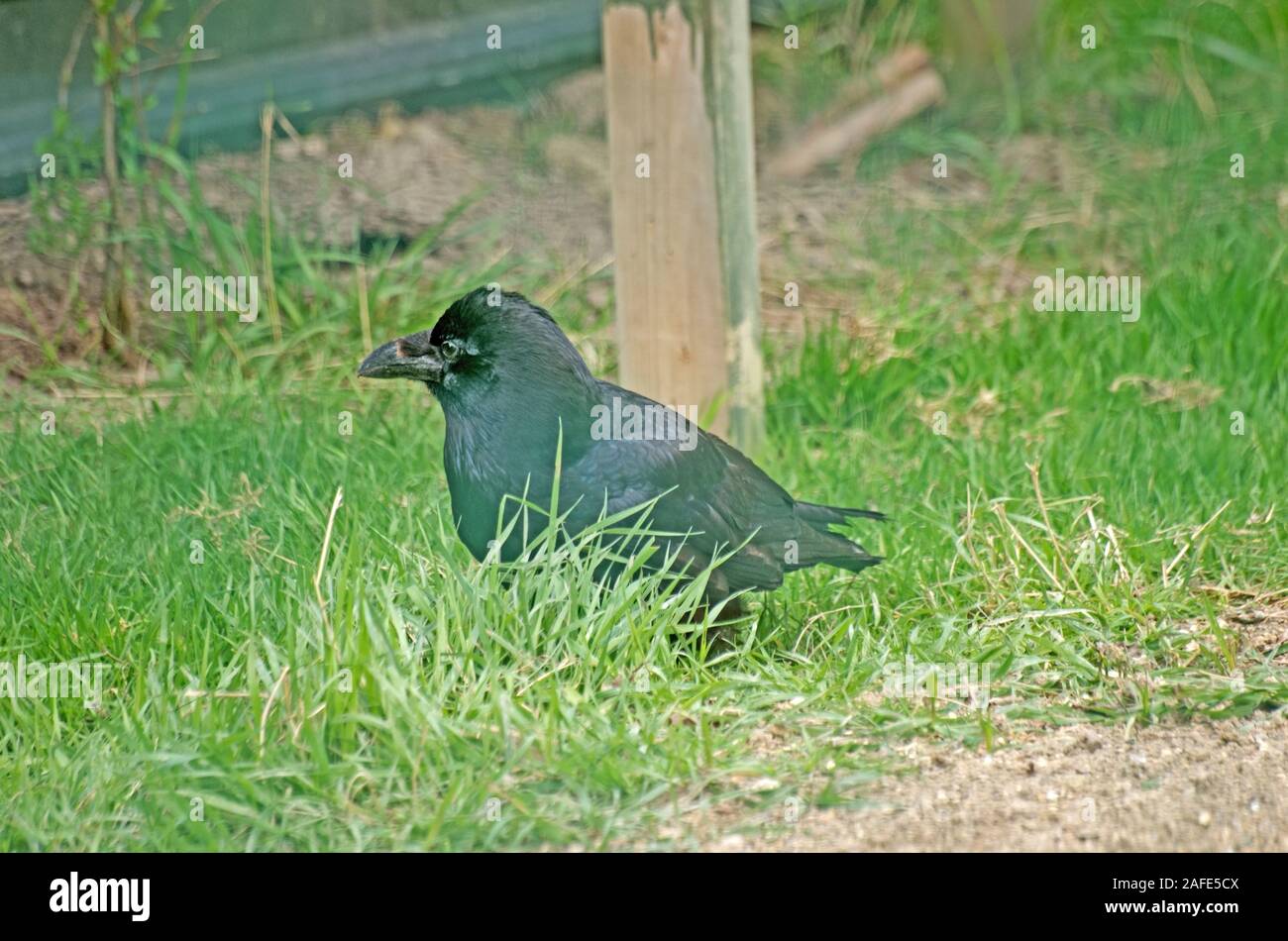 Corvus corax bird hi-res stock photography and images - Alamy
