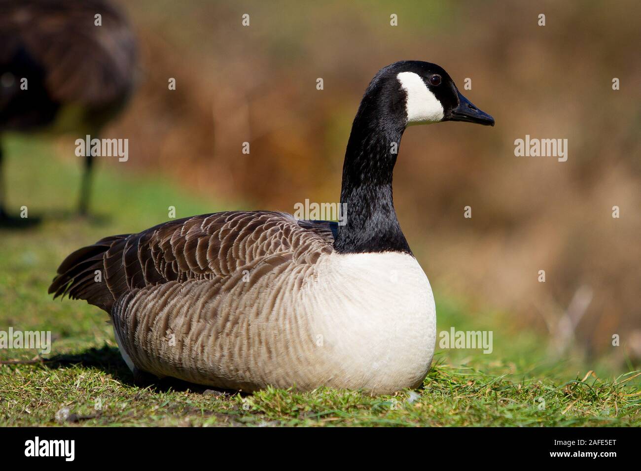 Adult canada geese hi-res stock photography and images - Alamy