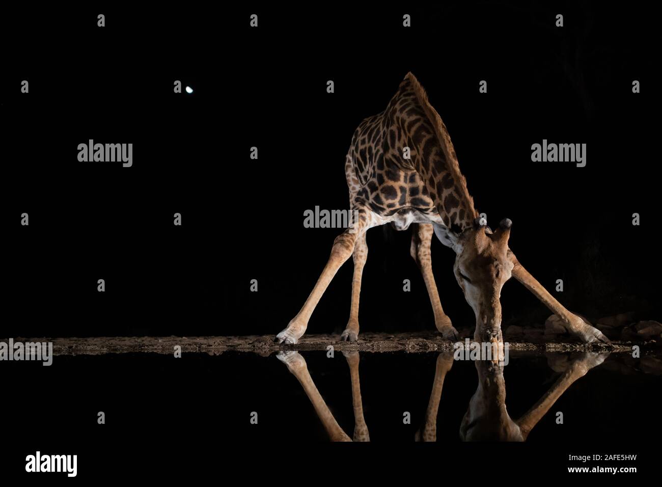 A giraffe is drinking from a pool in the night reflecting in the water ...