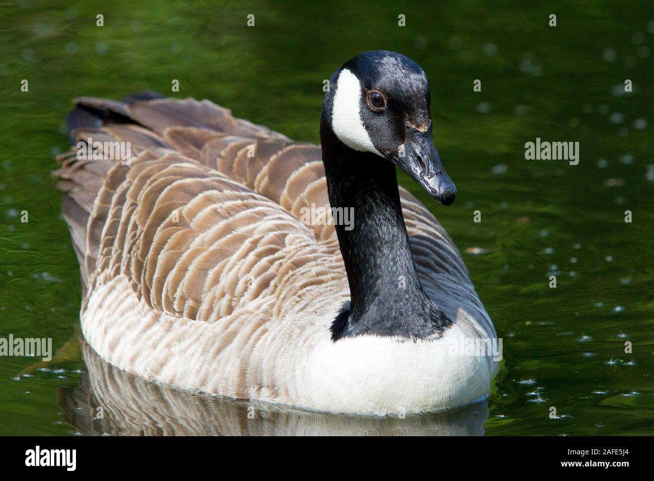 Adult Canada Geese Stock Photo - Alamy