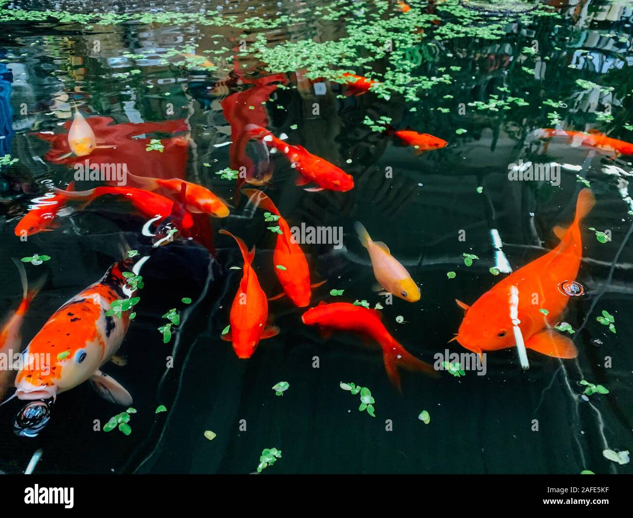 Lots of red fish swim in the trout pond Stock Photo - Alamy
