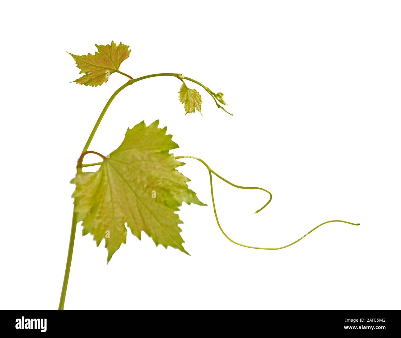 Closeup of grapevine Stock Photo - Alamy