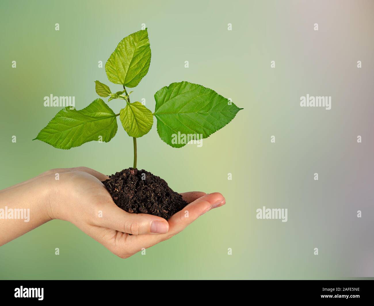 Sapling in hand Stock Photo - Alamy