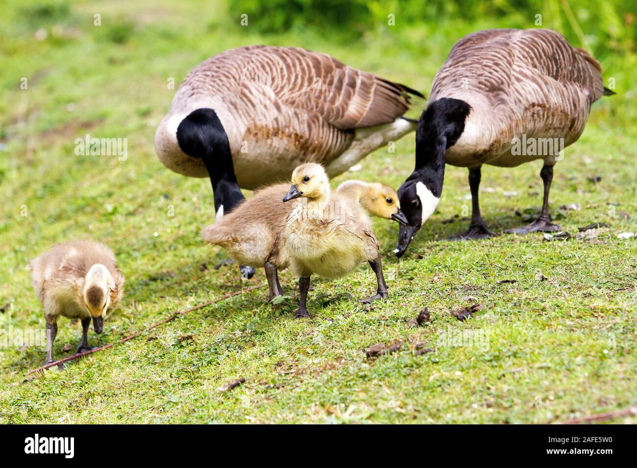 Baby geese goslings hi-res stock photography and images - Alamy