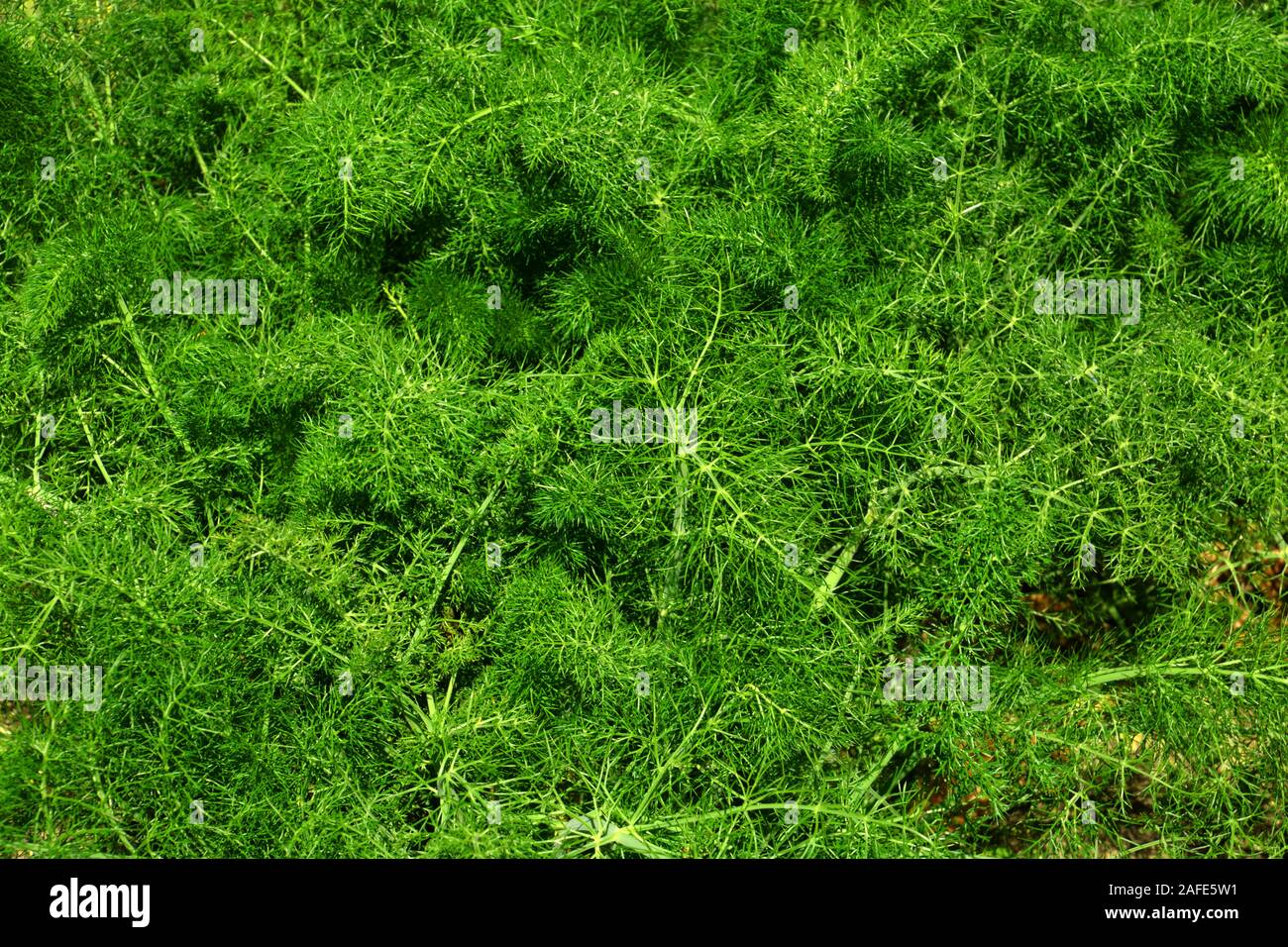 foeniculum vulgare leaves background, fennel plant with green feathery ...