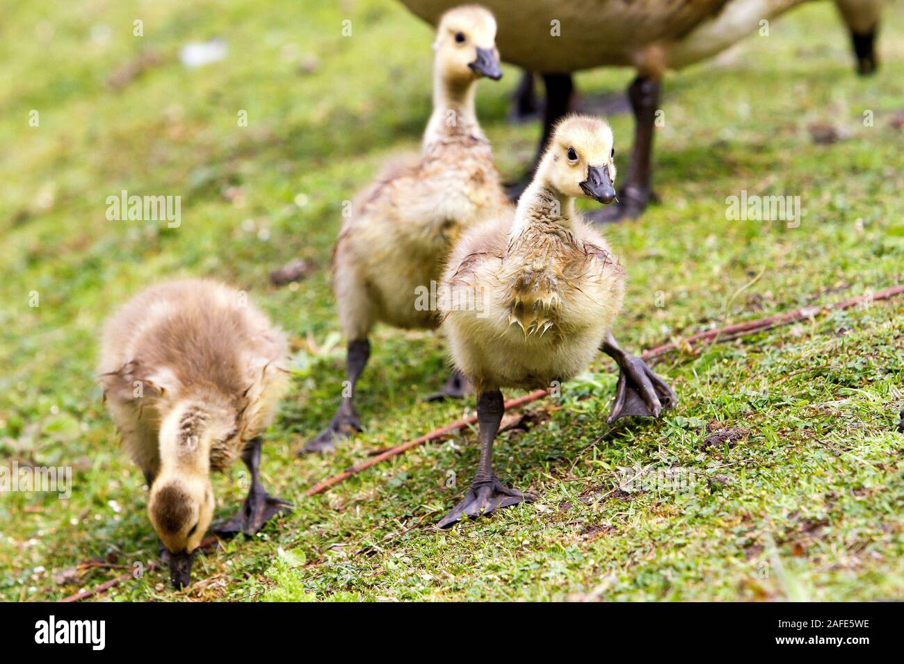 Baby geese goslings hi-res stock photography and images - Alamy