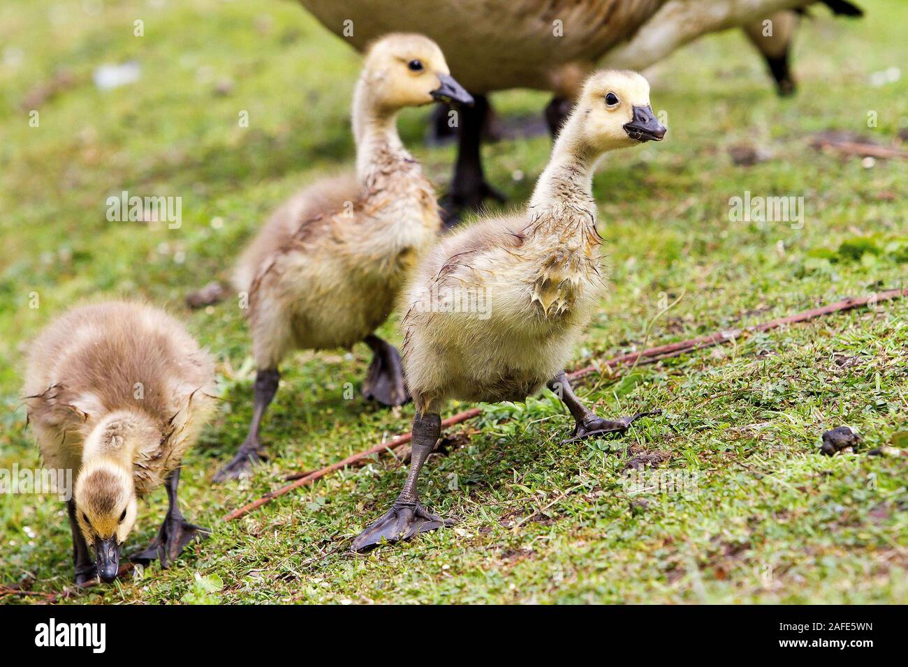 Baby geese goslings hi-res stock photography and images - Alamy