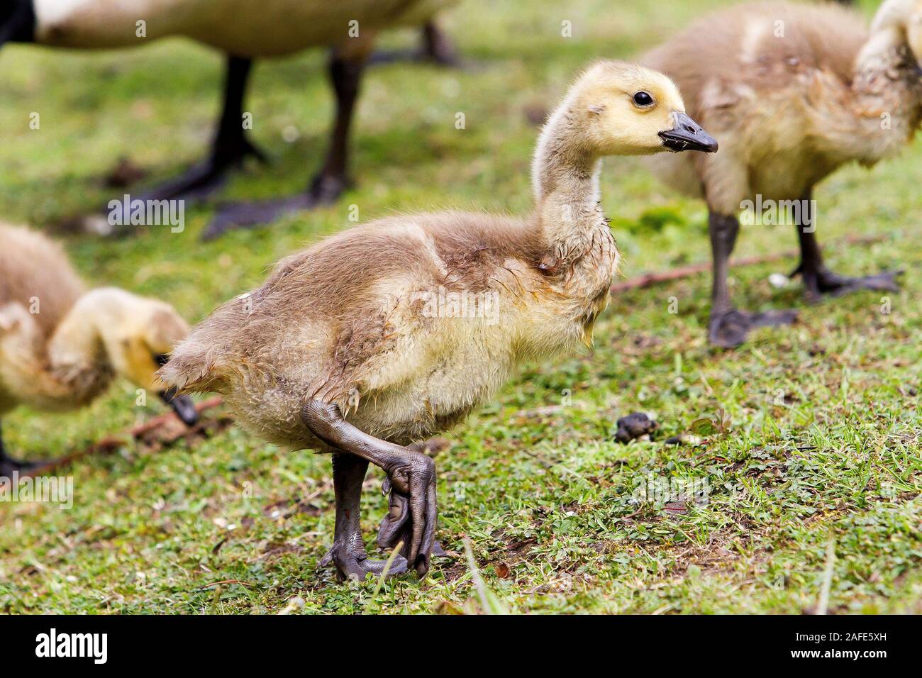 Baby geese goslings hi-res stock photography and images - Alamy
