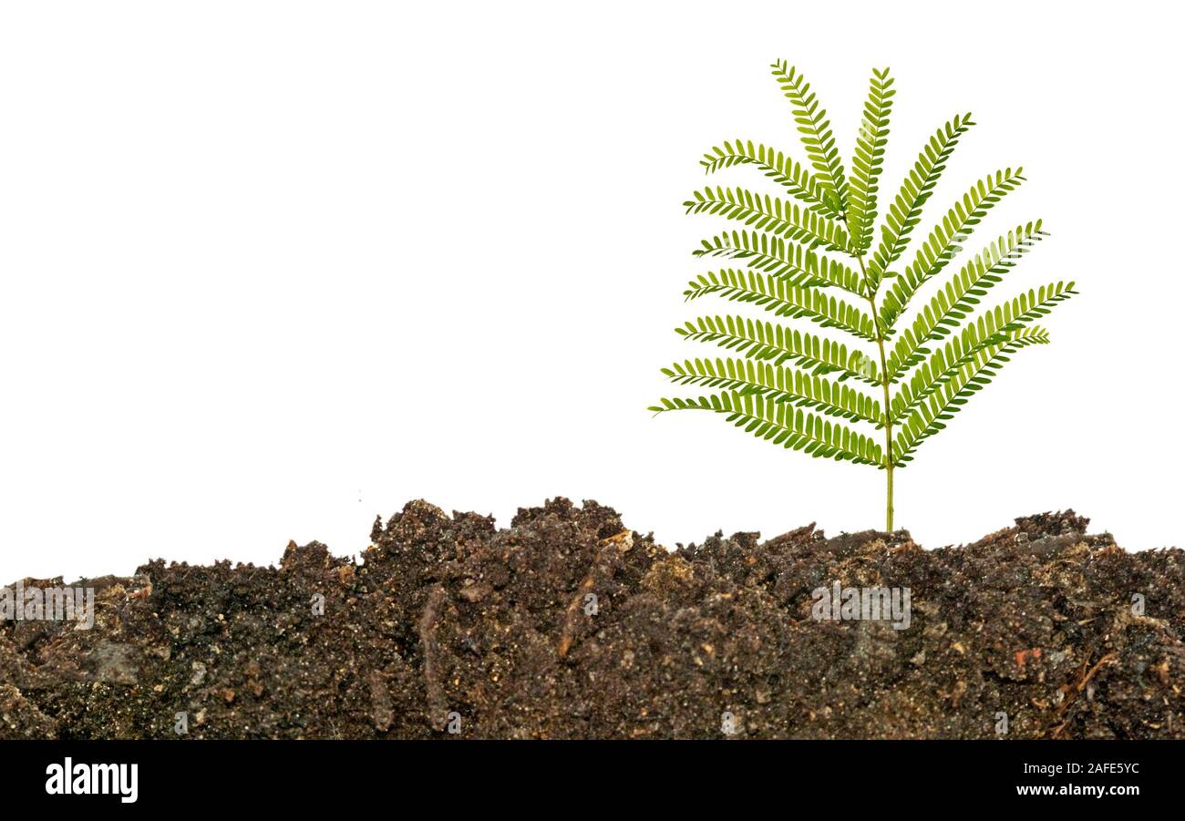 Sapling Growing From Soil Stock Photo Alamy