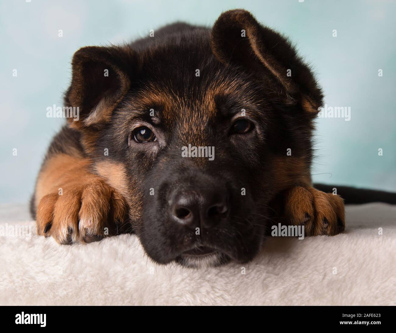 Sleepy German Shepherd Puppy Dog Stock Photo - Alamy