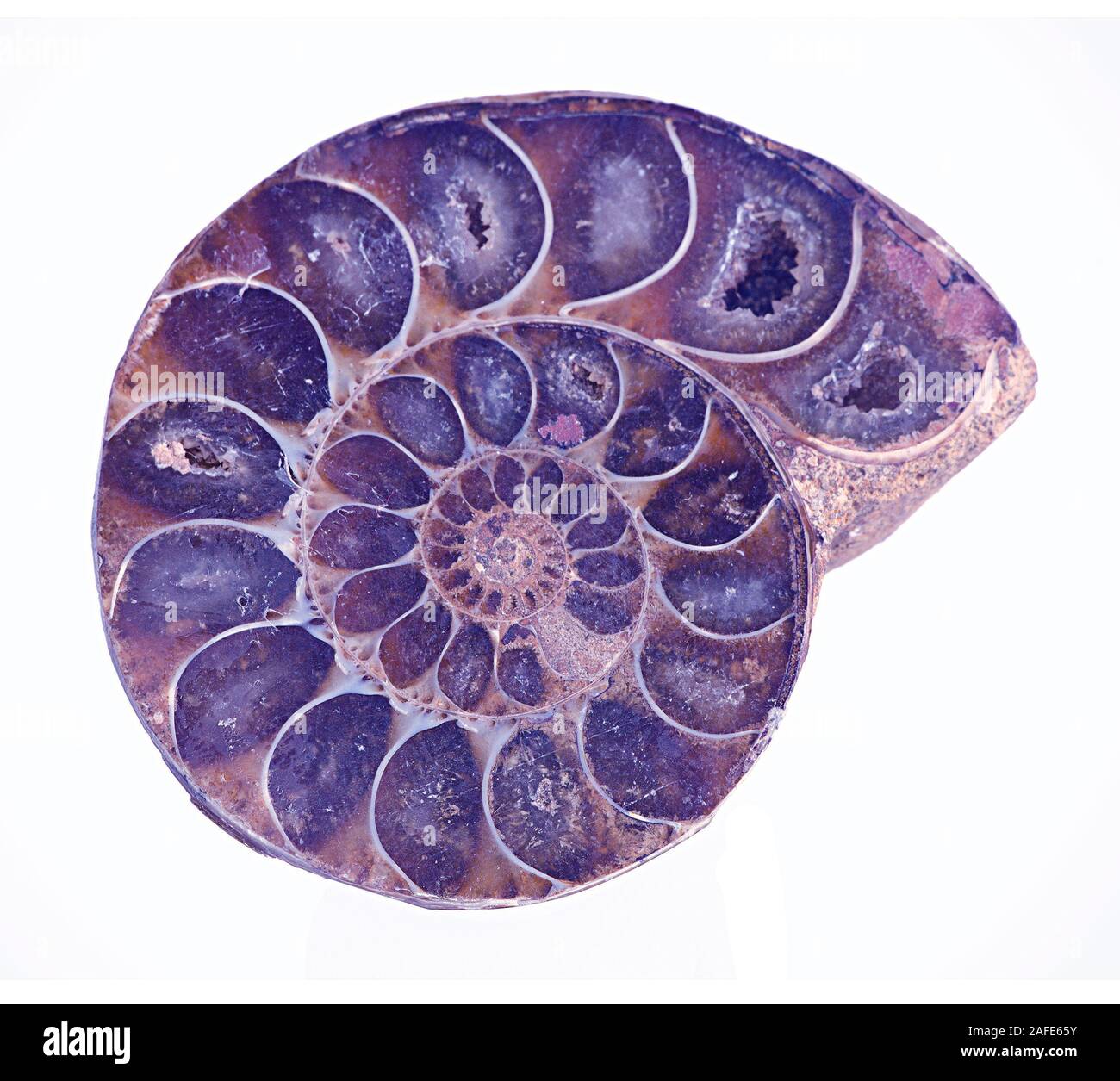 Snakestone ammonite hi-res stock photography and images - Alamy