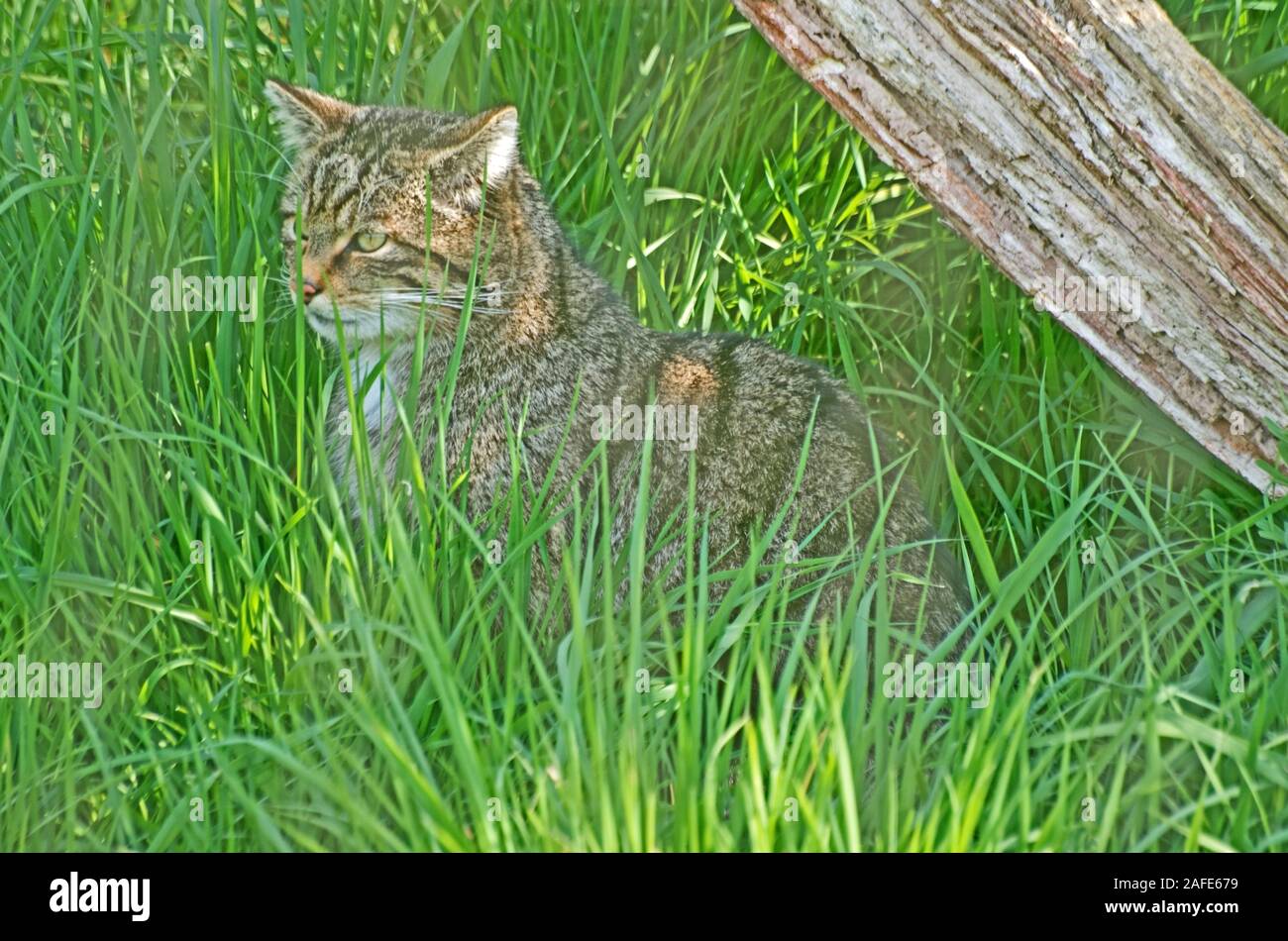 Wild Cat (Scottish) Captive Stock Photo - Alamy
