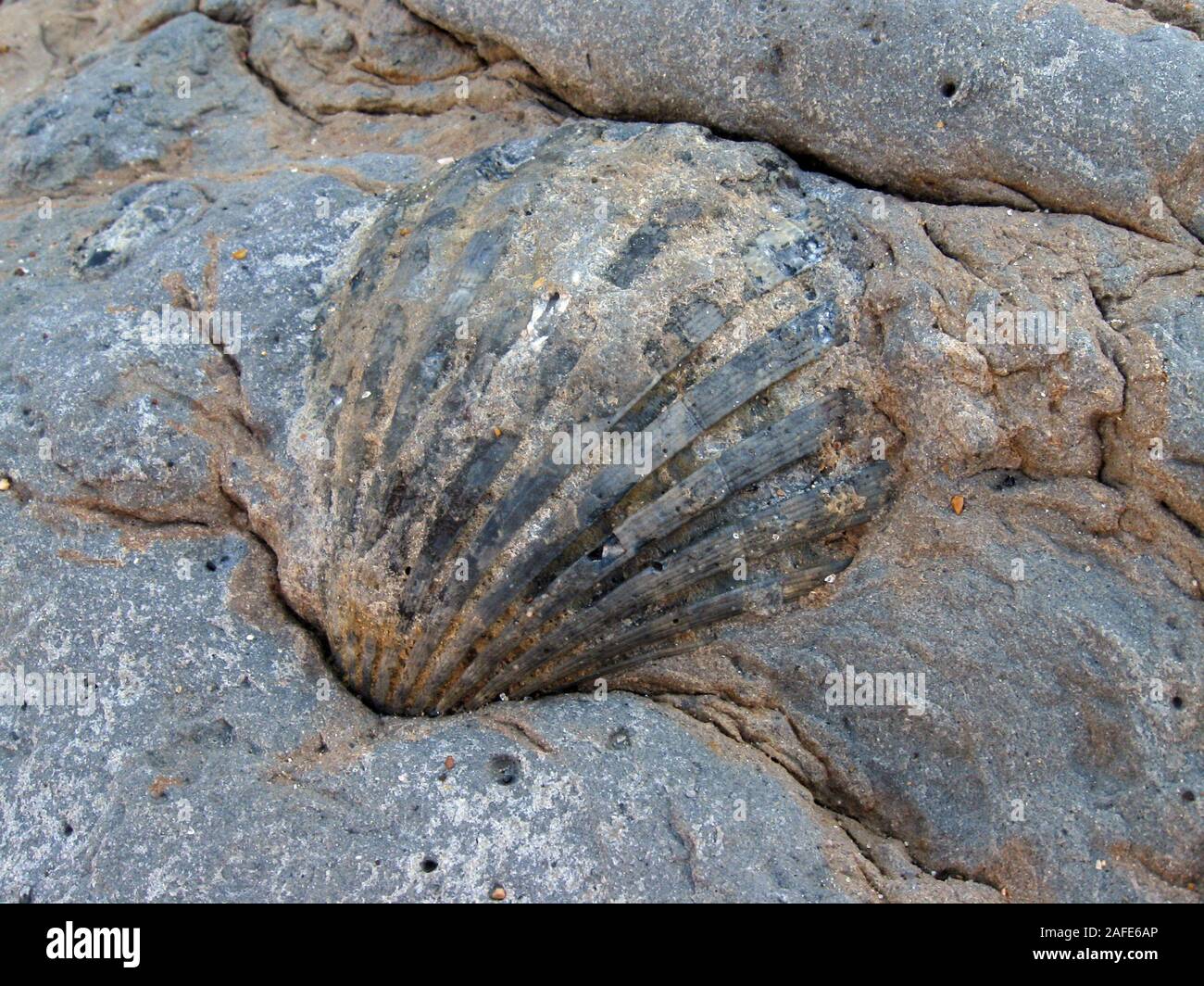 Pliocenic fossil shell (Ostrea sp.) in the rock Stock Photo - Alamy