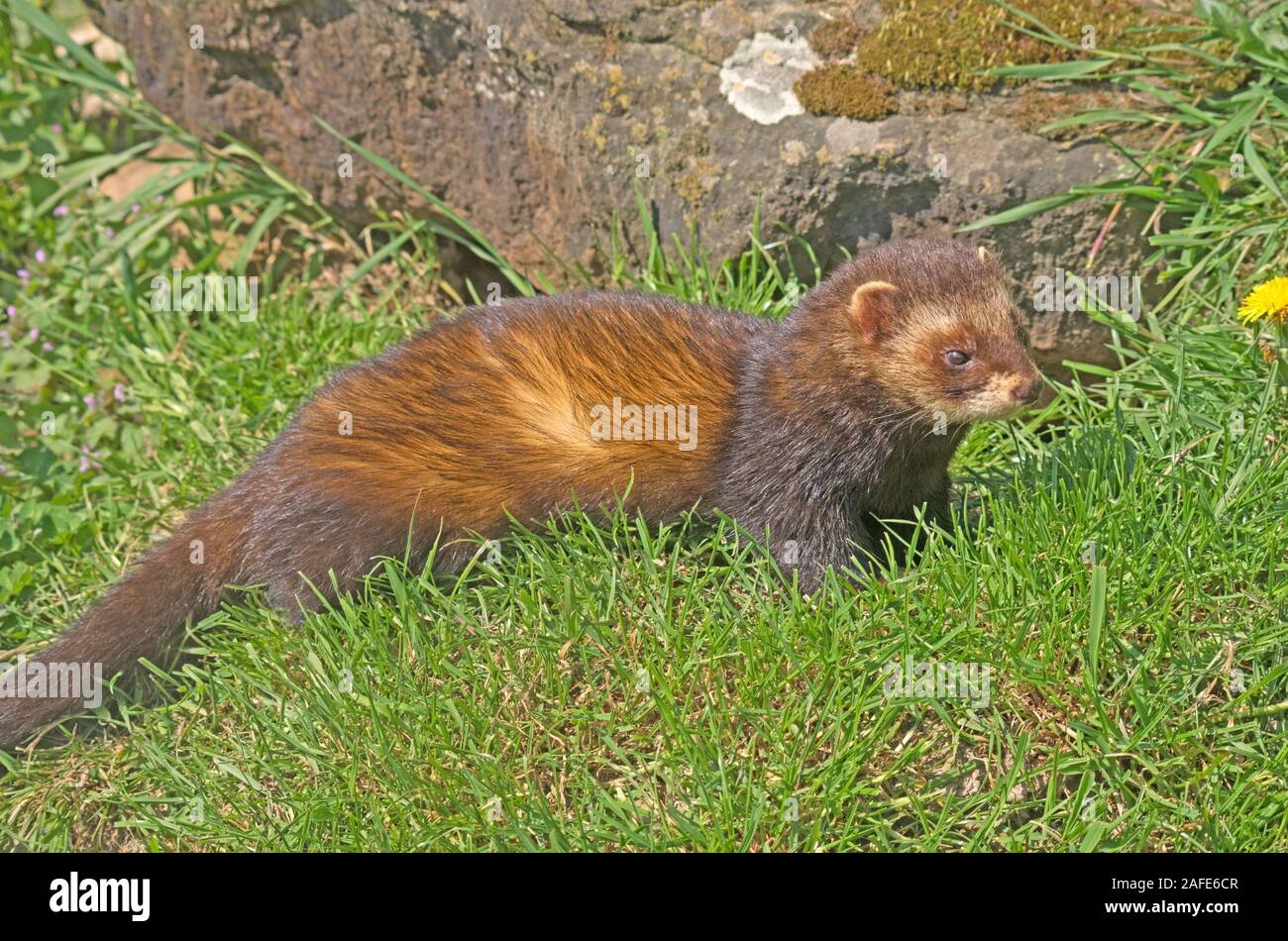 Putoriys hi-res stock photography and images - Alamy