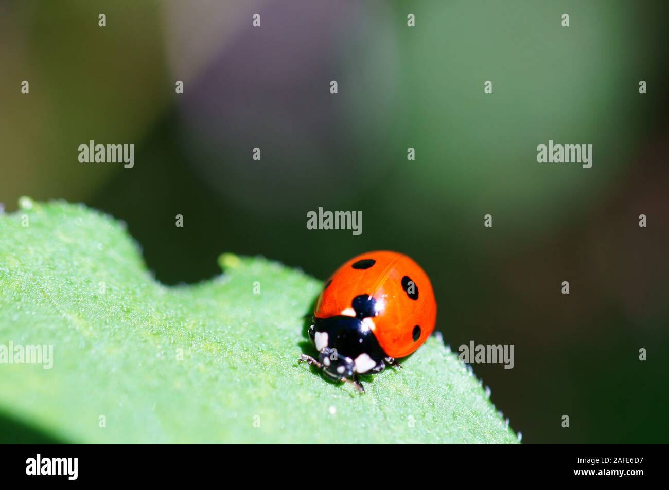 Photos of beautiful insects in nature. Natural background. Beauty of ...