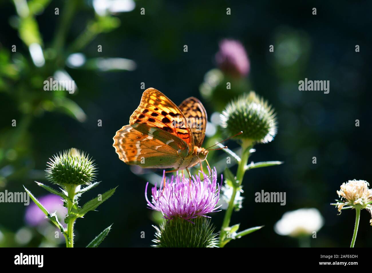 Beautiful butterflies nature hi-res stock photography and images - Alamy