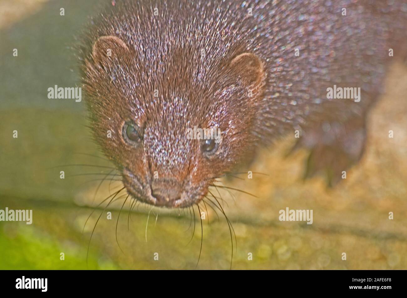 American mink head mustela vison hi-res stock photography and images ...