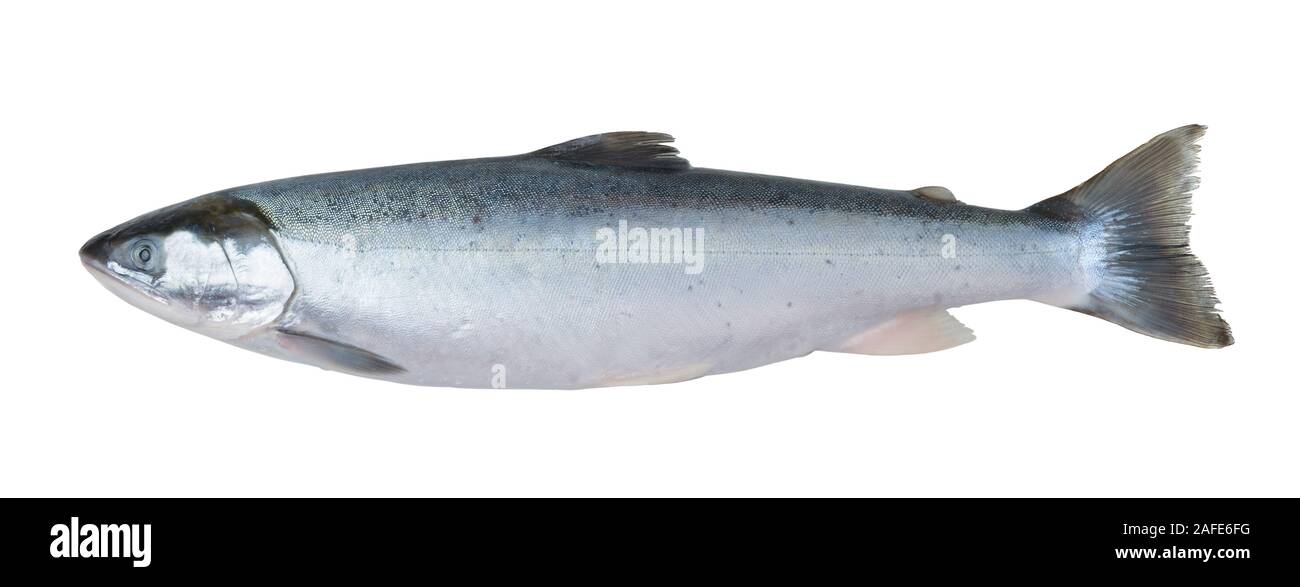 Fresh arctic char fish isolated on white background Stock Photo - Alamy
