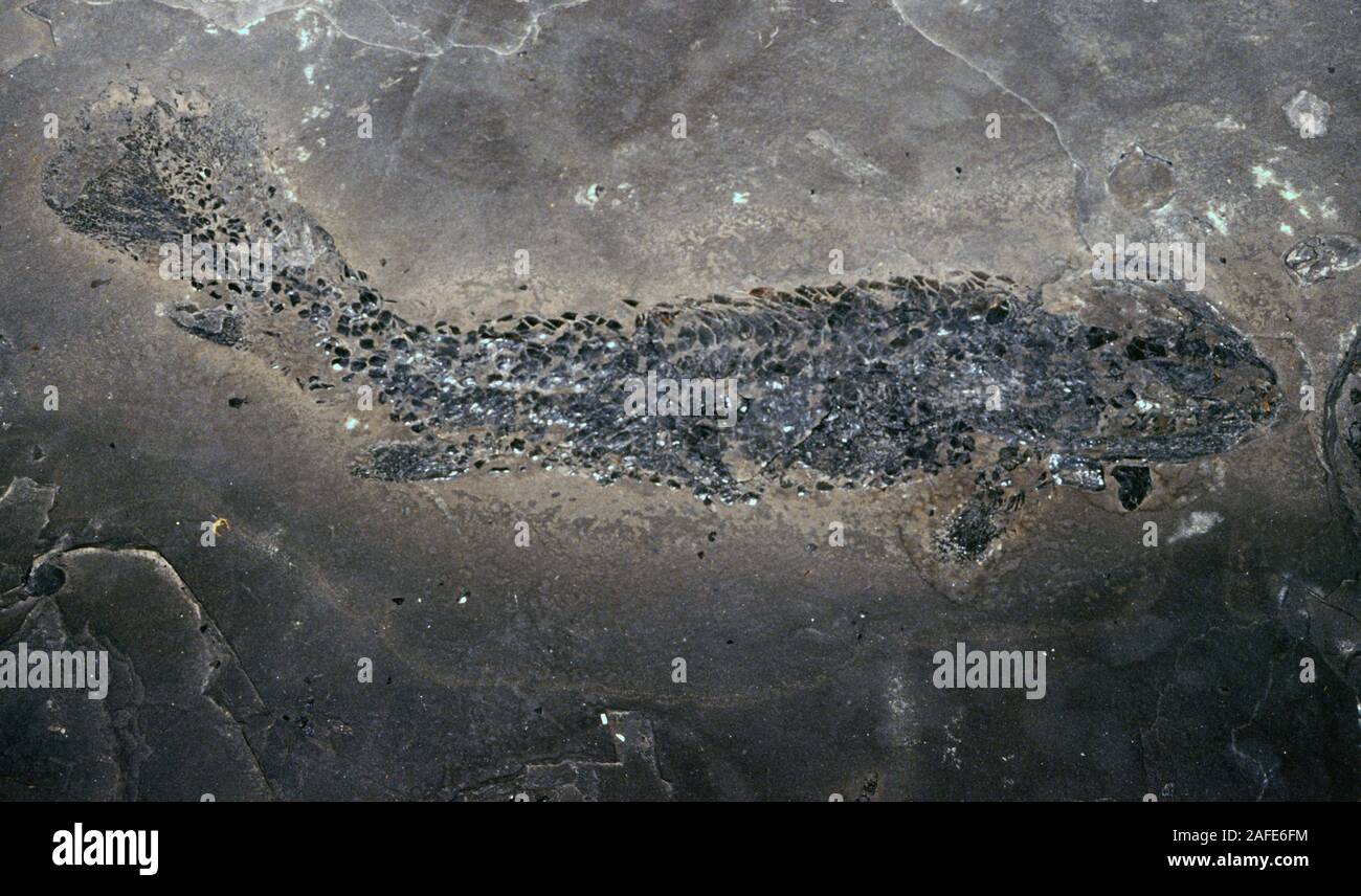 Devonian lobed-fin fish, Osteolepis macrolepidotus Stock Photo - Alamy