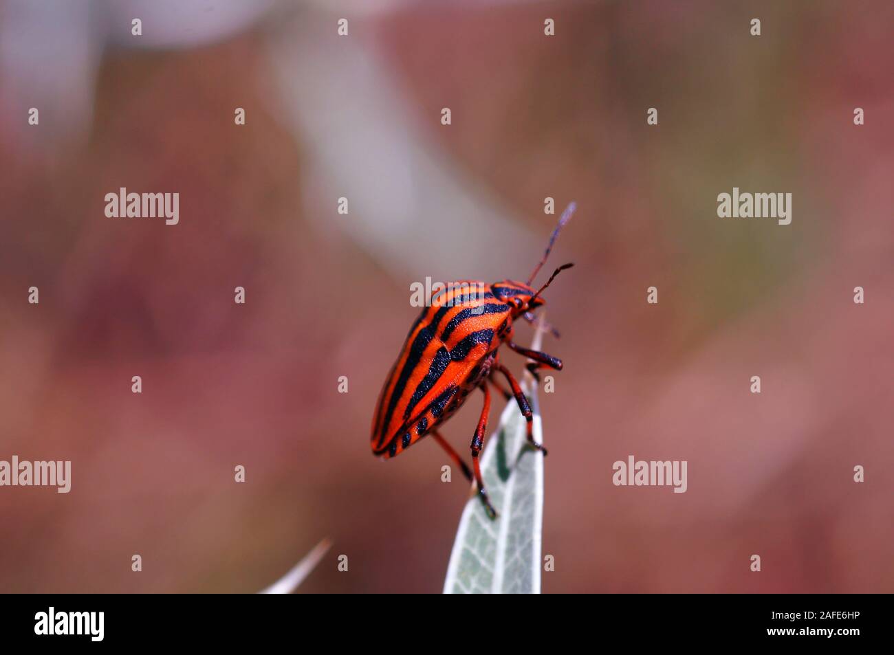 Photos of beautiful insects in nature. Natural background. Beauty of ...