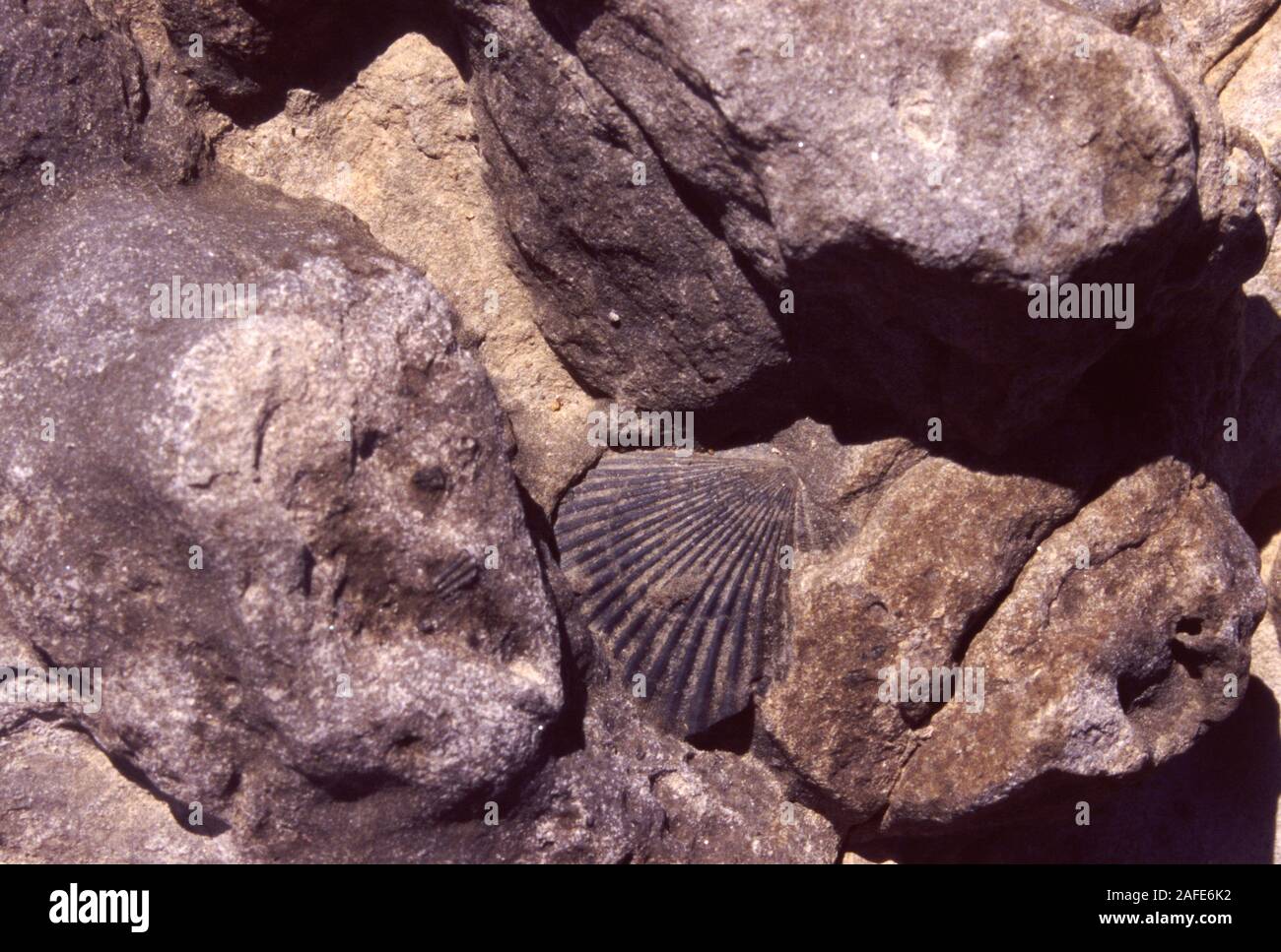 Pliocenic fossil shell (Ostrea sp.) in the rock Stock Photo - Alamy