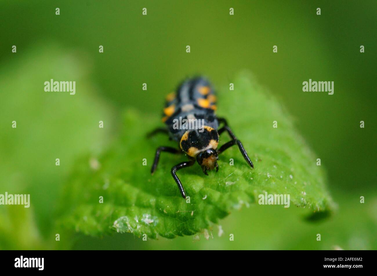 Photos of beautiful insects in nature. Natural background. Beauty of ...