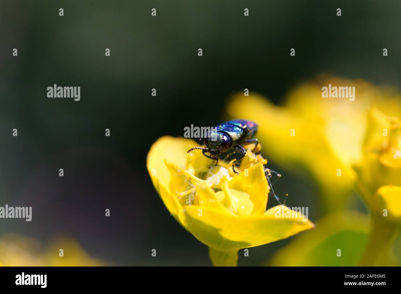 Photos of beautiful insects in nature. Natural background. Beauty of ...