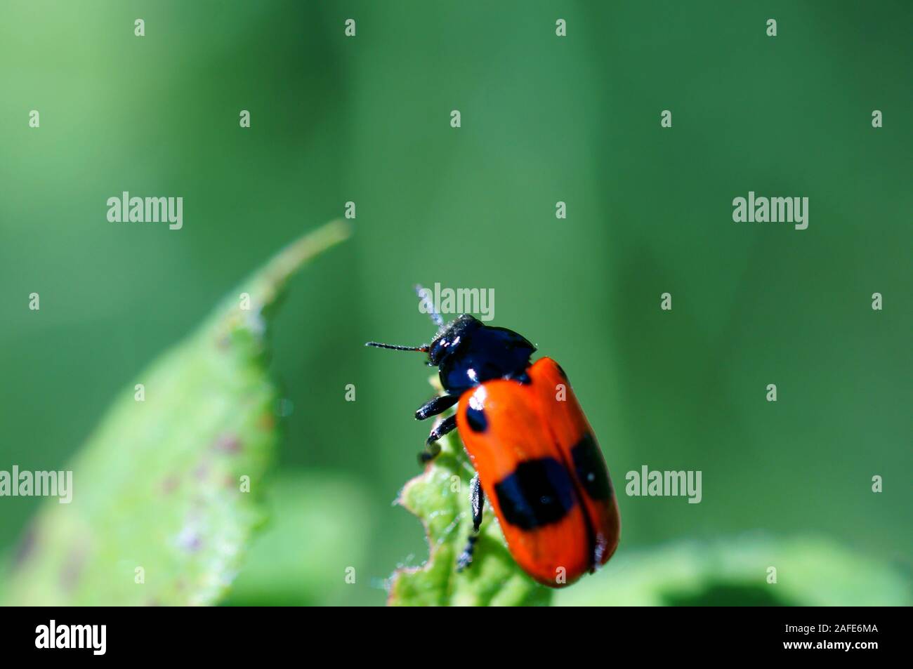 Photos of beautiful insects in nature. Natural background. Beauty of ...