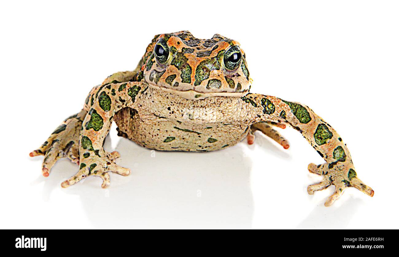 Toad on white background Stock Photo - Alamy