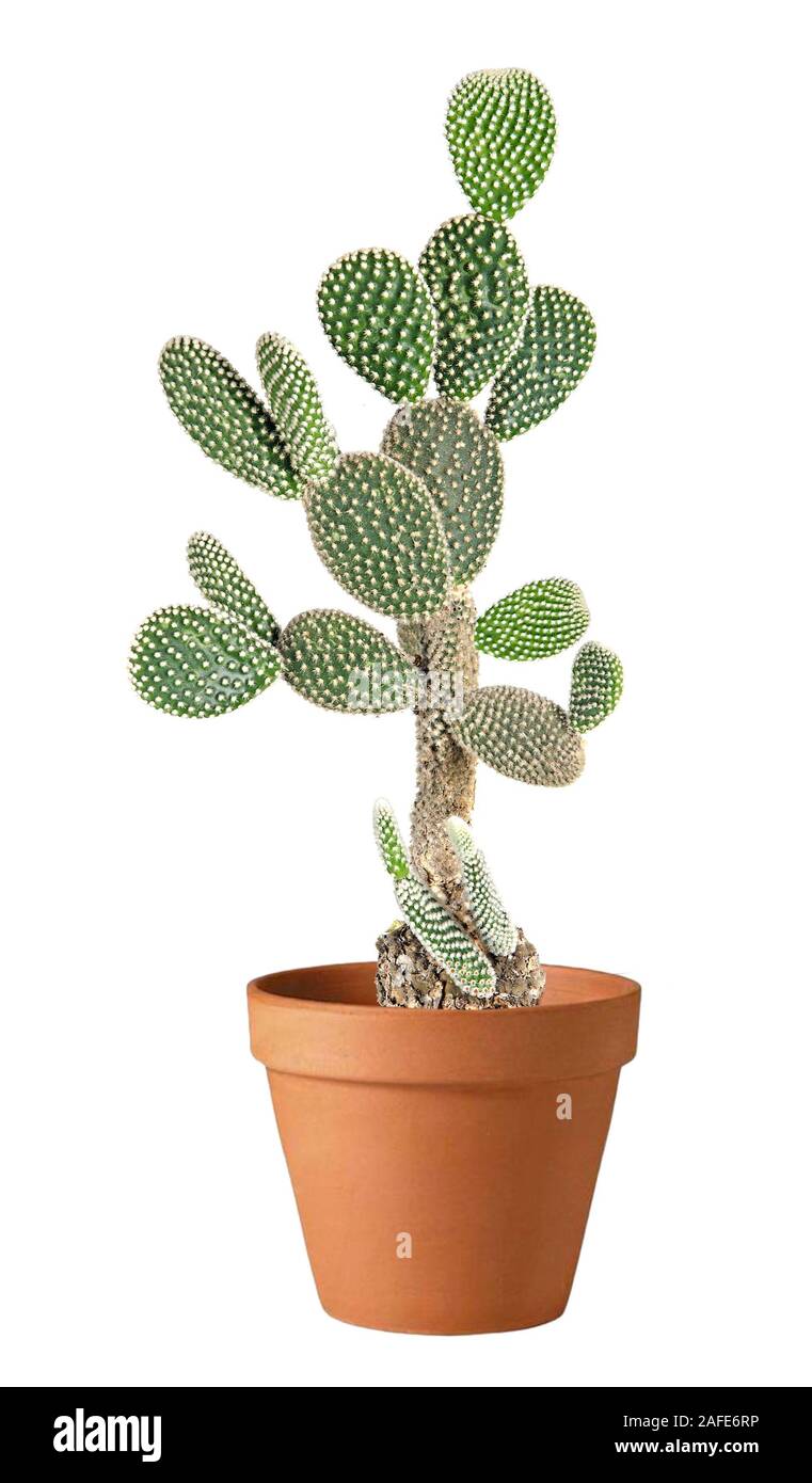cactus isolated on white background Stock Photo - Alamy