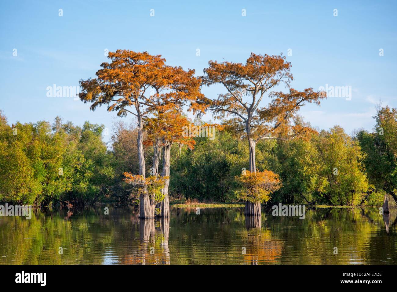 Fall Cypress Tree in Fall Foliage with Blue Sky and mirror-image ...