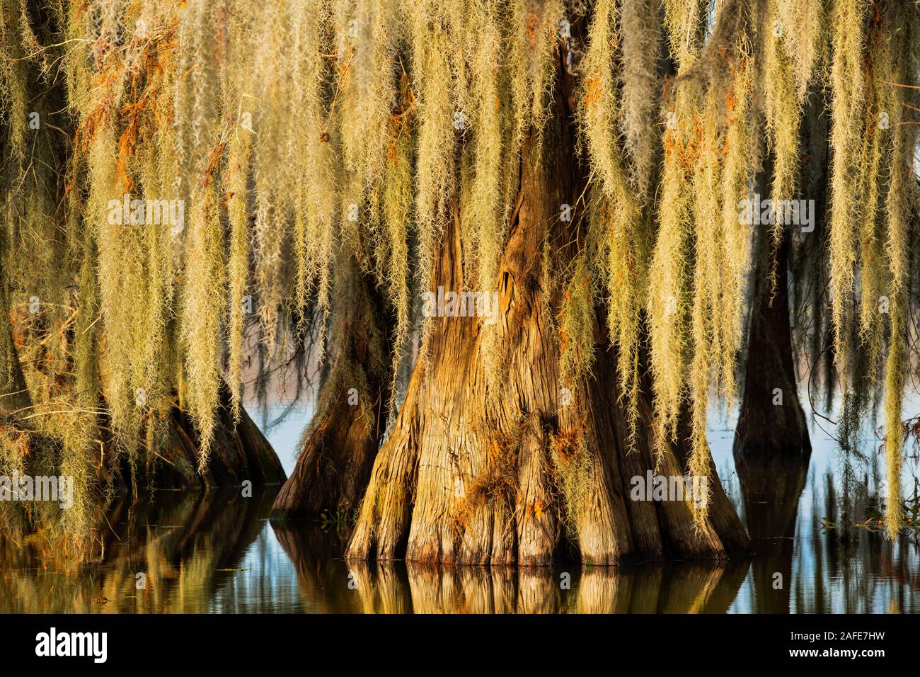 Cypress Tree With Moss High Resolution Stock Photography and Images - Alamy