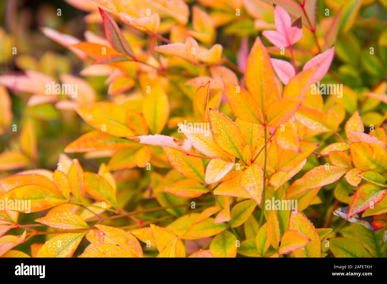 Hojas otonales hi-res stock photography and images - Alamy