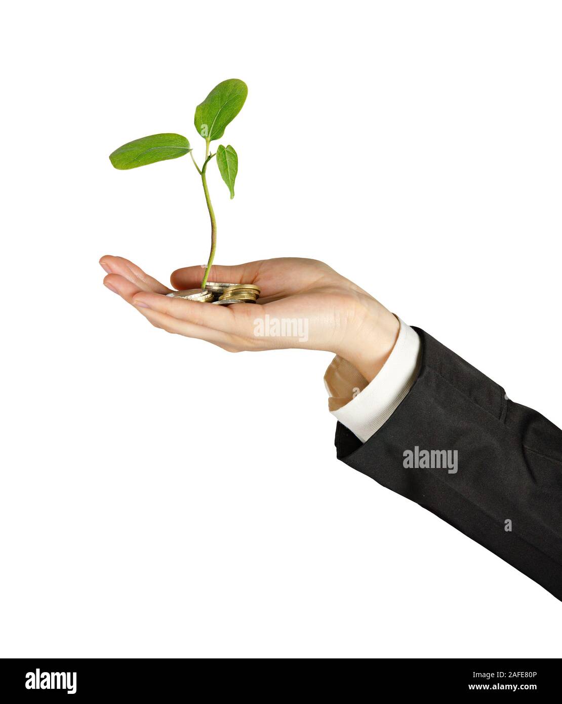 Sapling in hand Stock Photo - Alamy