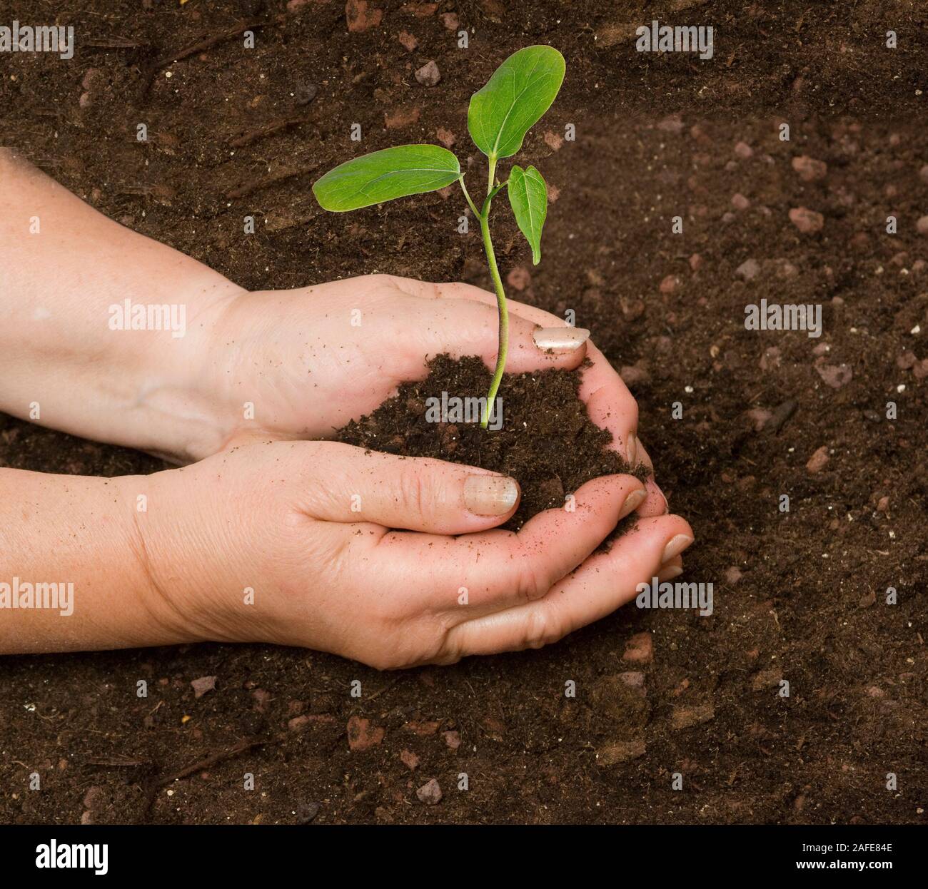Planting a sapling Stock Photo - Alamy