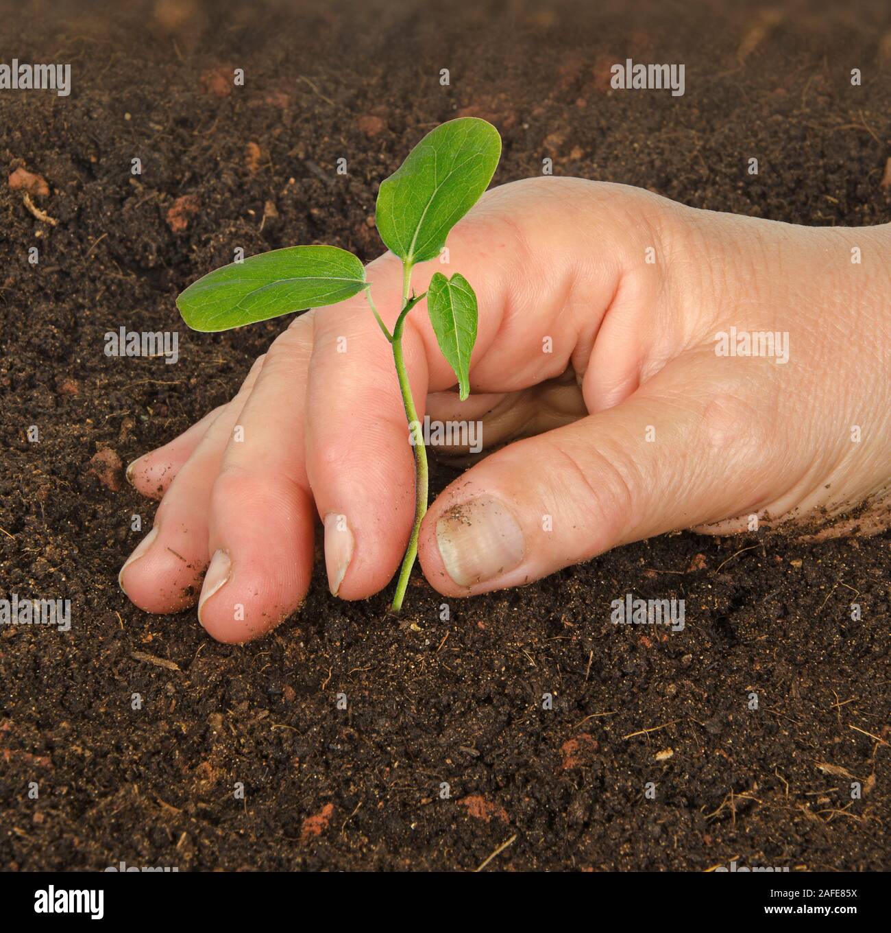 Planting a sapling Stock Photo - Alamy