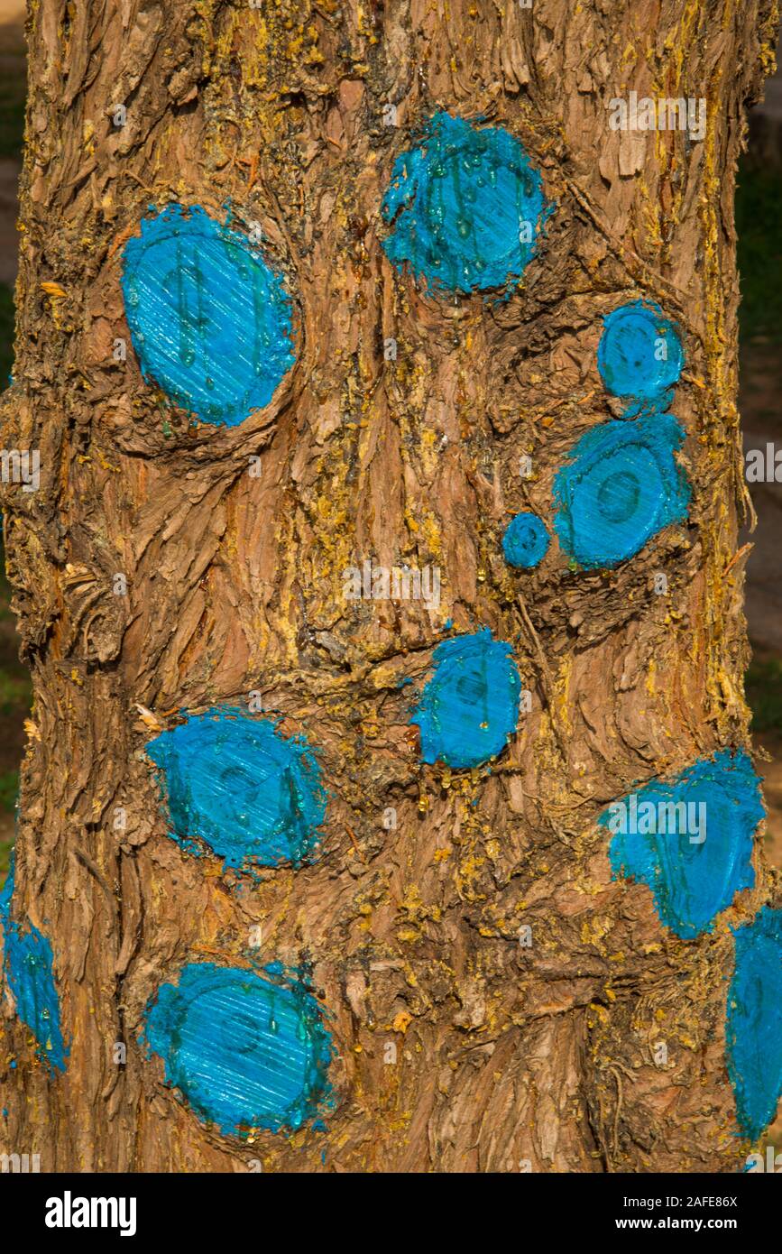 Tree trunk with resin holes covered with blue paint Stock Photo - Alamy
