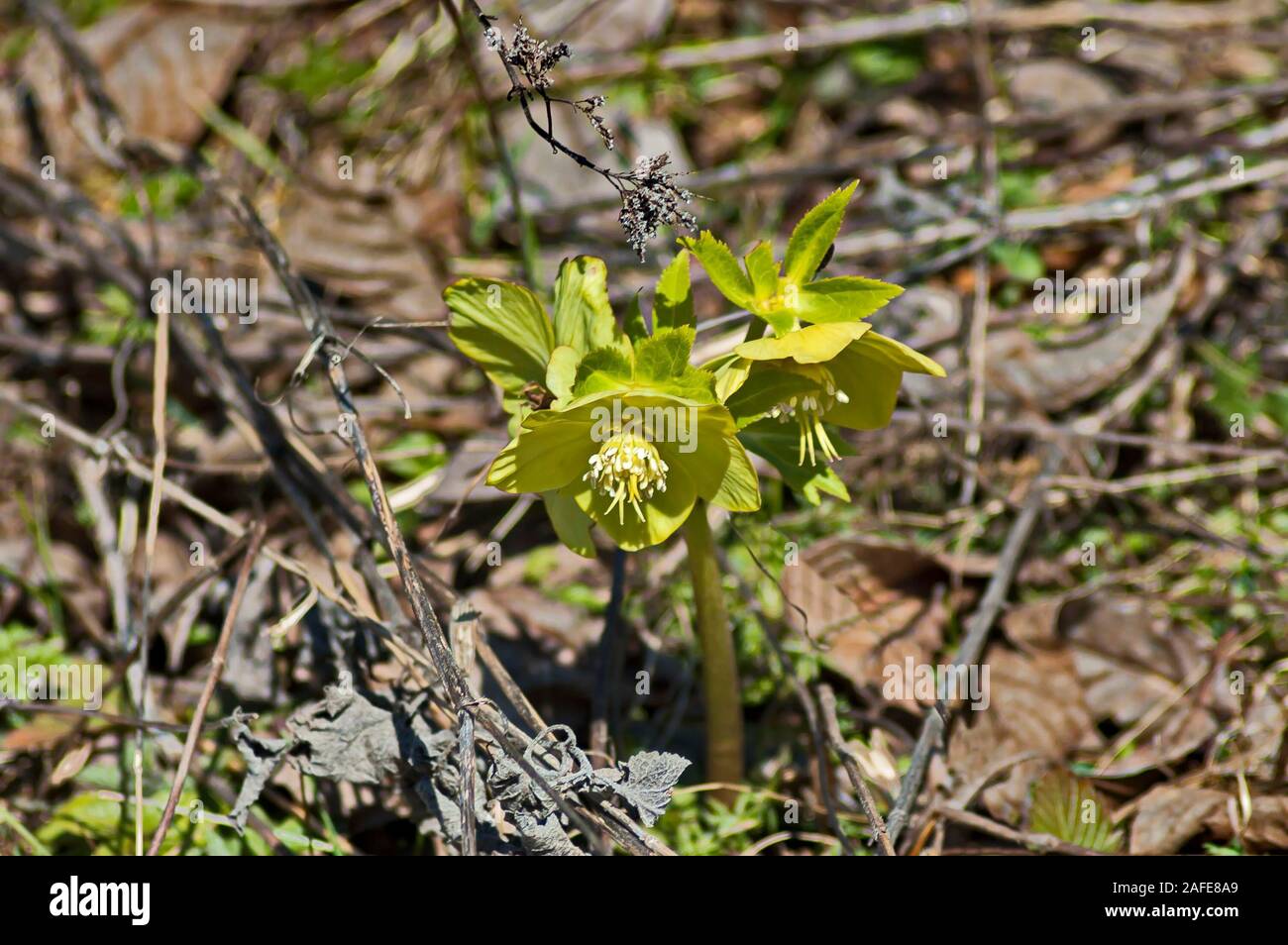 Lean rose hi-res stock photography and images - Alamy
