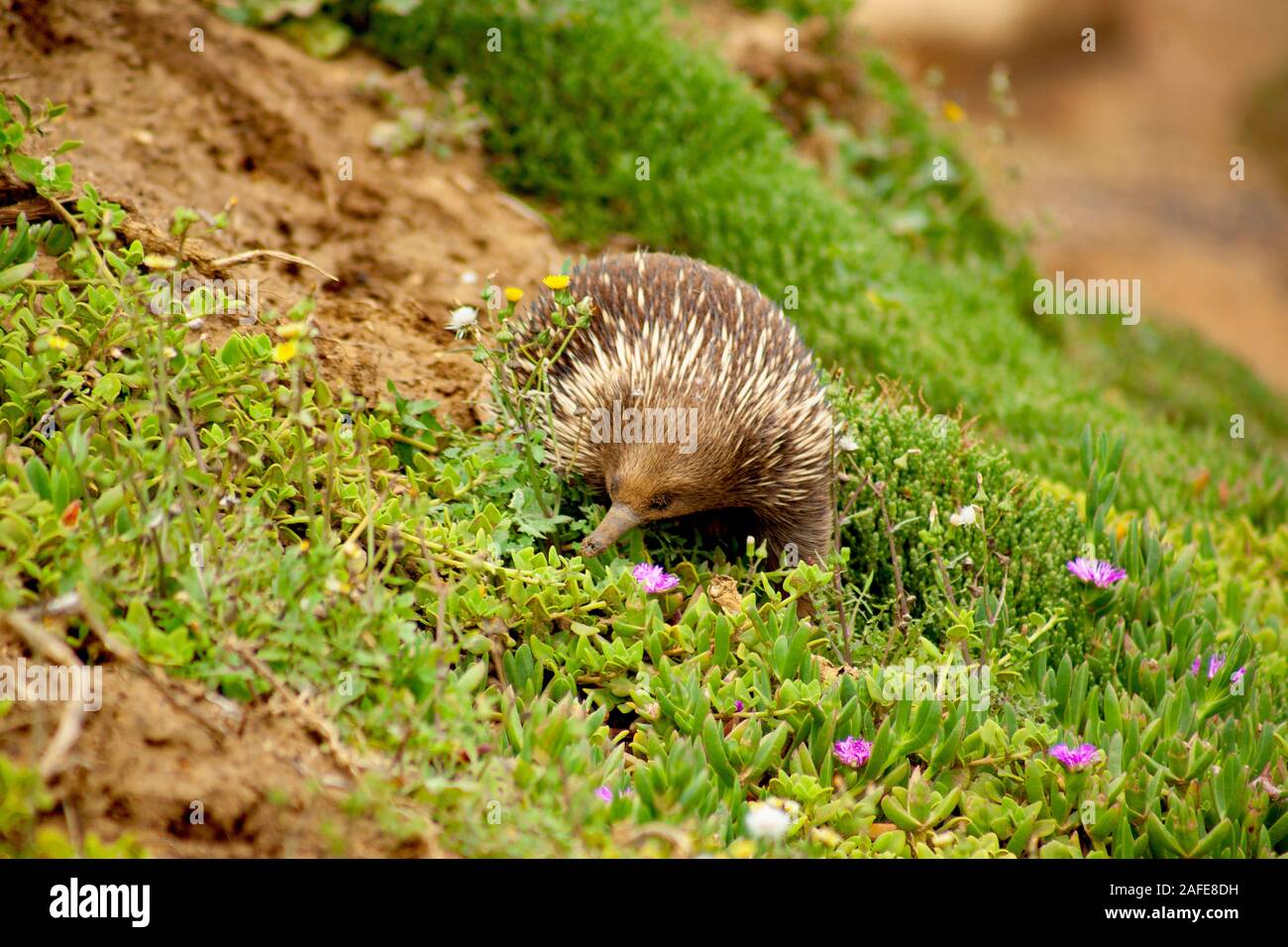 A short-beaked echidna, 'spiny anteater', foraging on the cliffs at ...