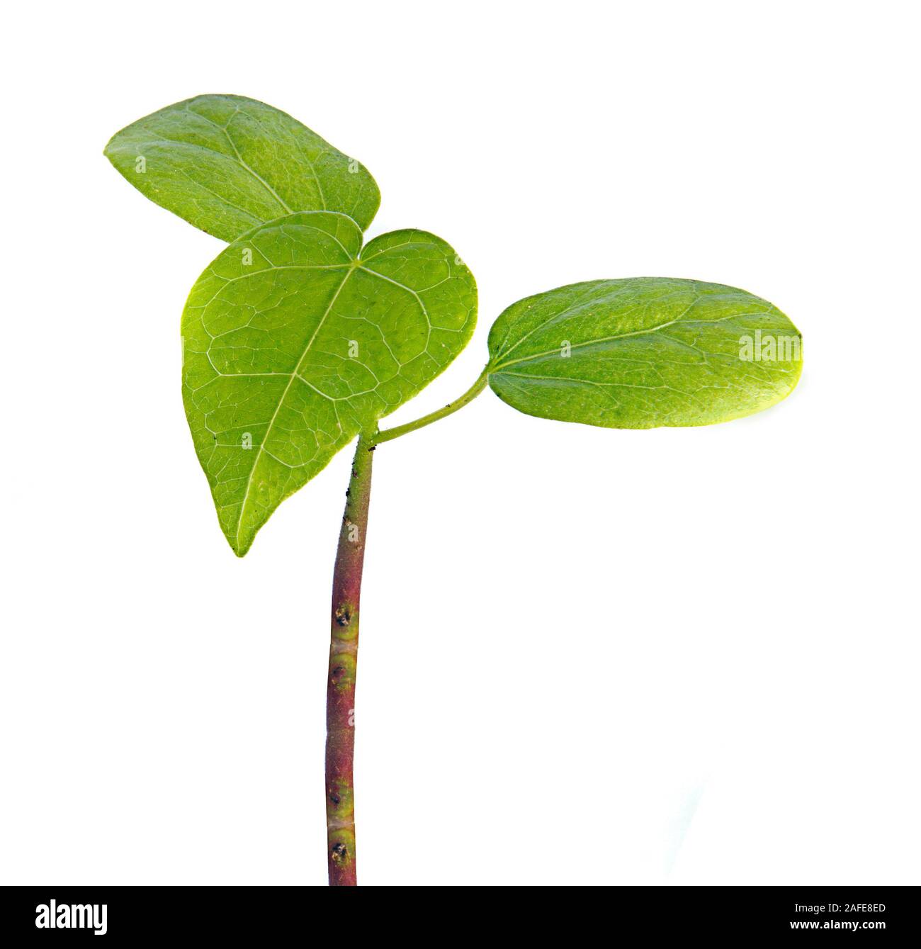 Sapling on white background Stock Photo - Alamy