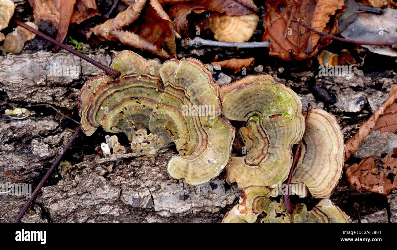 Shapes created by nature hi-res stock photography and images - Alamy