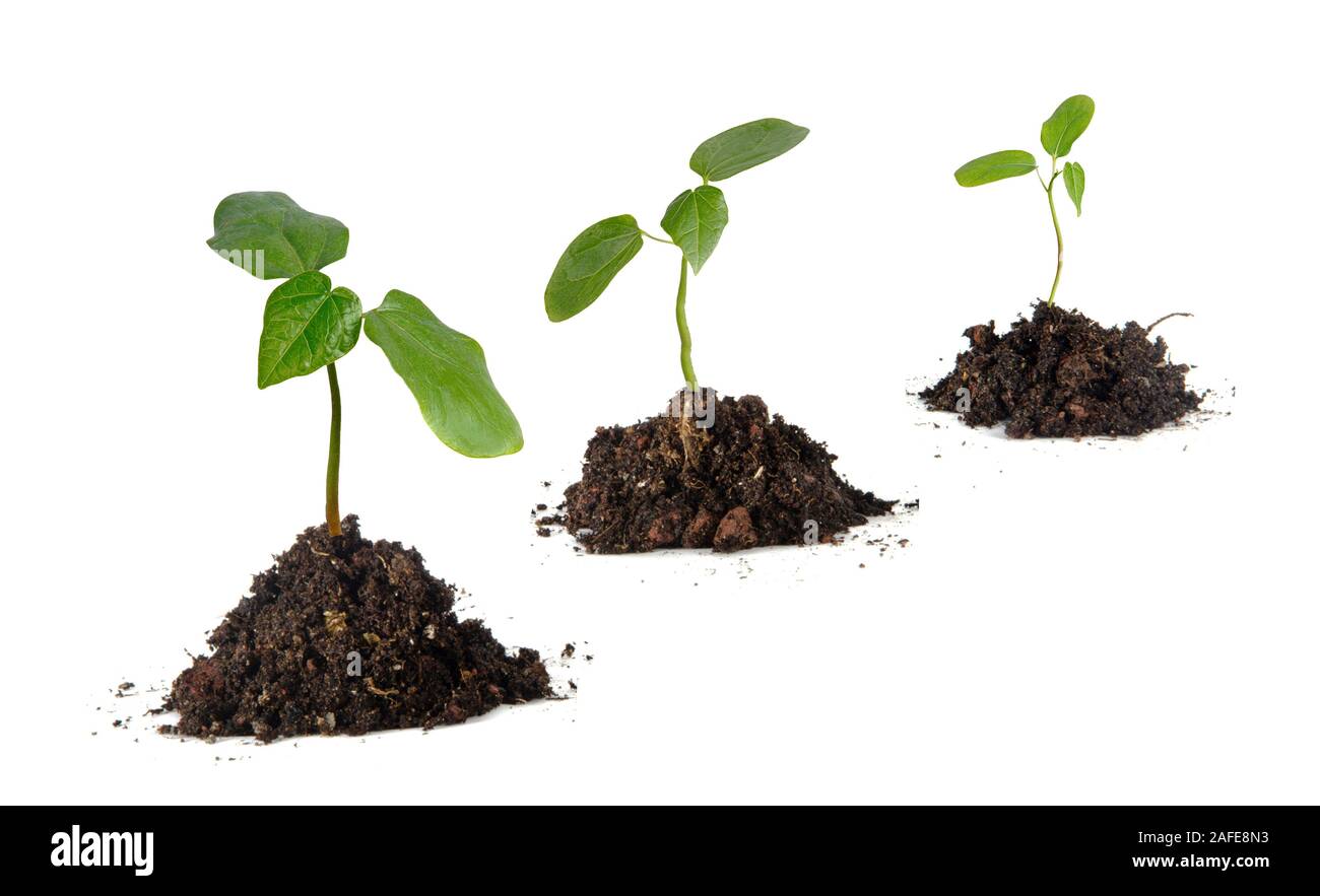 Saplings on white background Stock Photo - Alamy